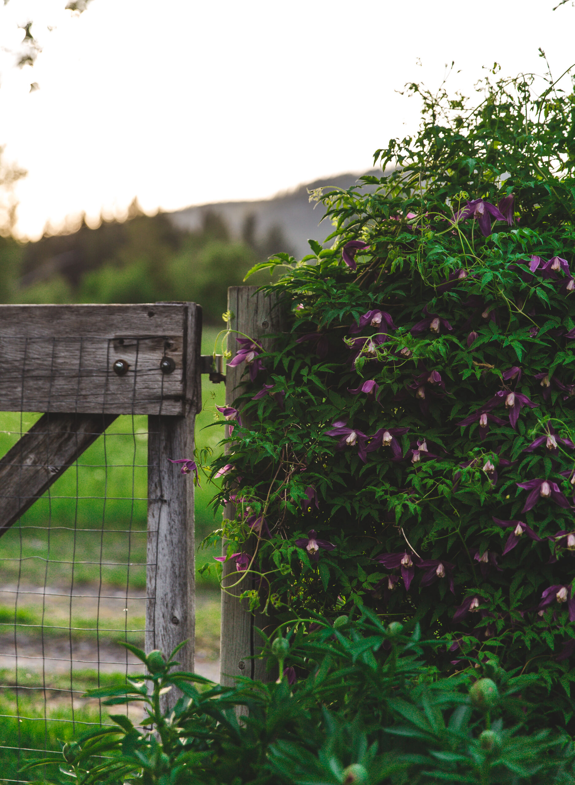 Contact - Cathy Graham PREC*