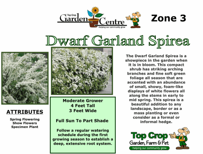 Dwarf Garland Spirea - Top Crop, Garden Farm & Pet
